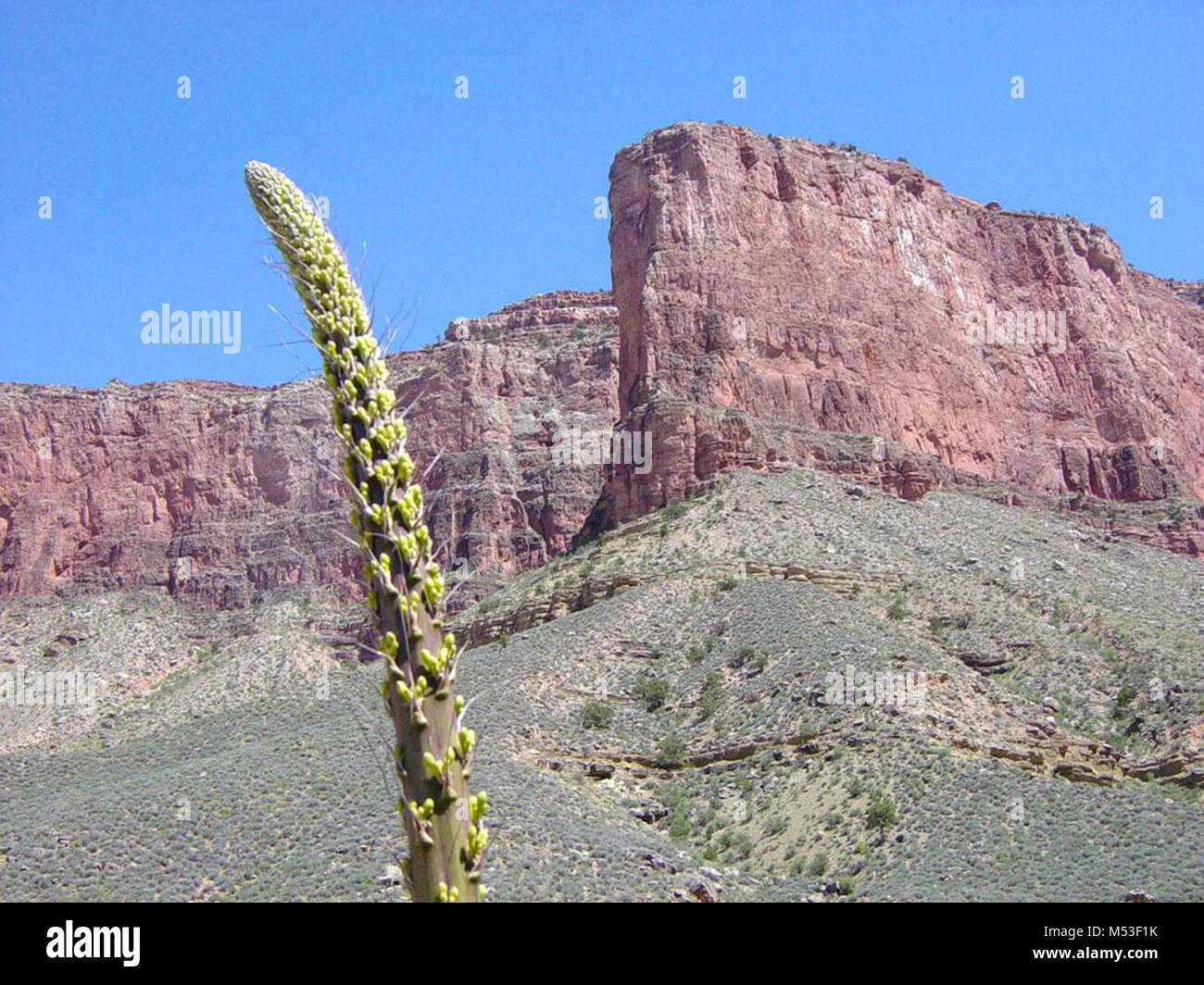 Utah Agave - Agave utahensis Engelm Stock Photo - Alamy