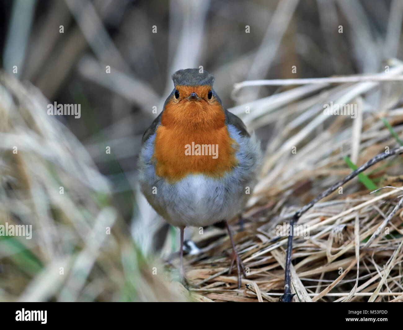 European robin in its natural habitat, Denmark Stock Photo - Alamy