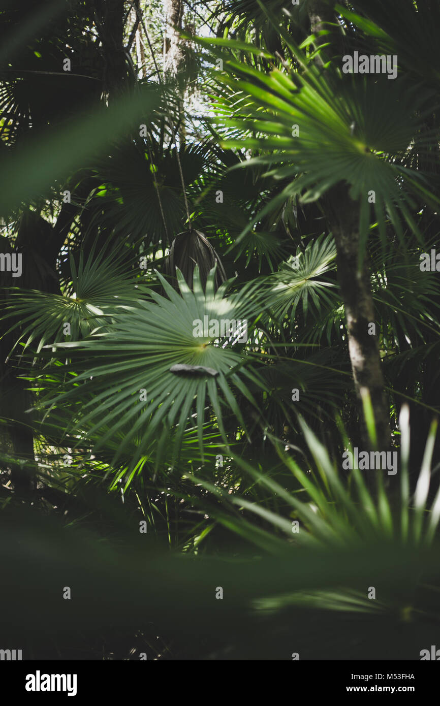 Original exotic garden hi-res stock photography and images - Alamy