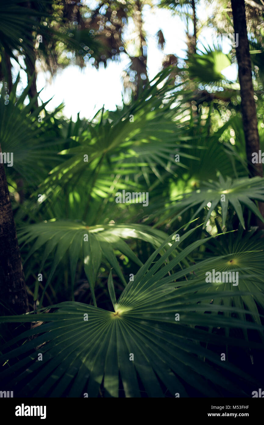 Hardy exotic hi-res stock photography and images - Alamy
