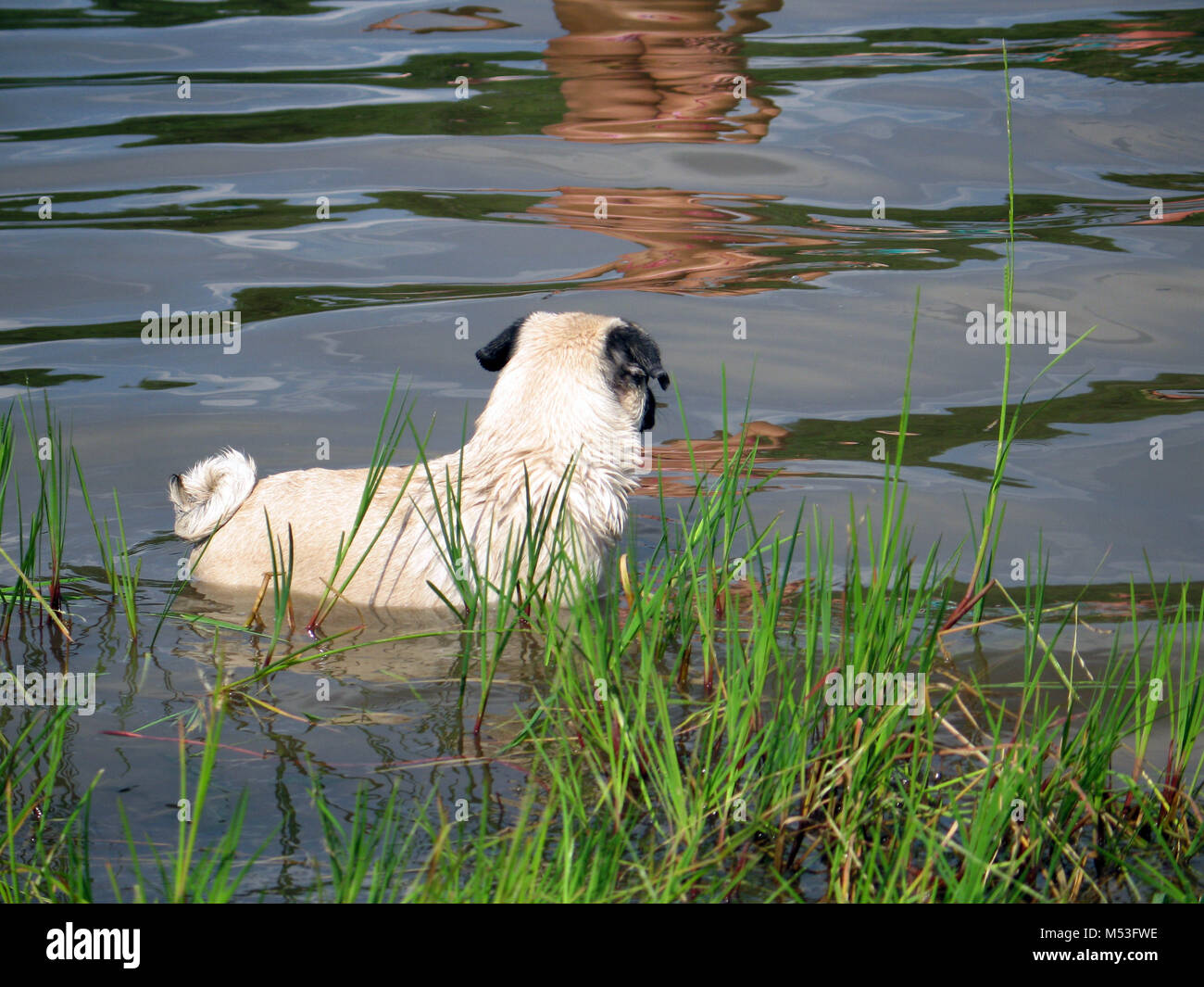 Young pug dog standing in the water and looking into the distance Stock ...