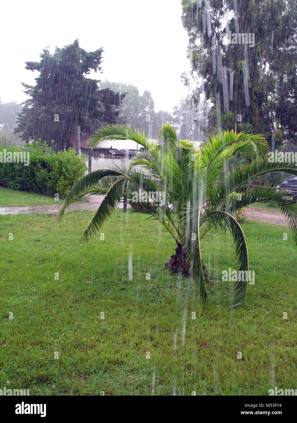 The little palm tree in the rain in the South of Italy Stock Photo - Alamy