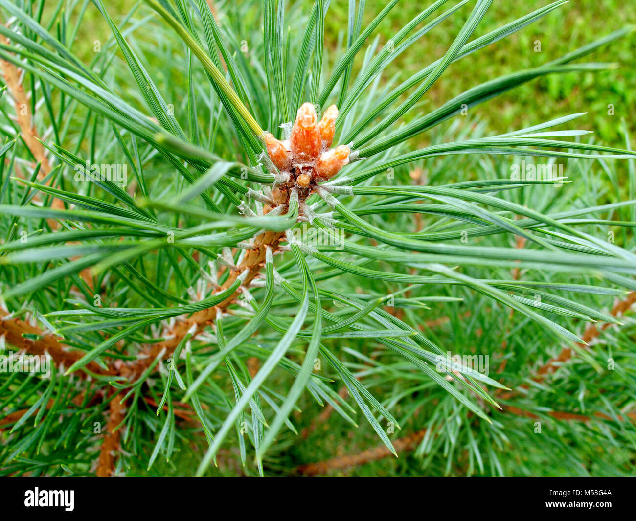 The tip of the young pine sprout on the branch with needles Stock Photo ...