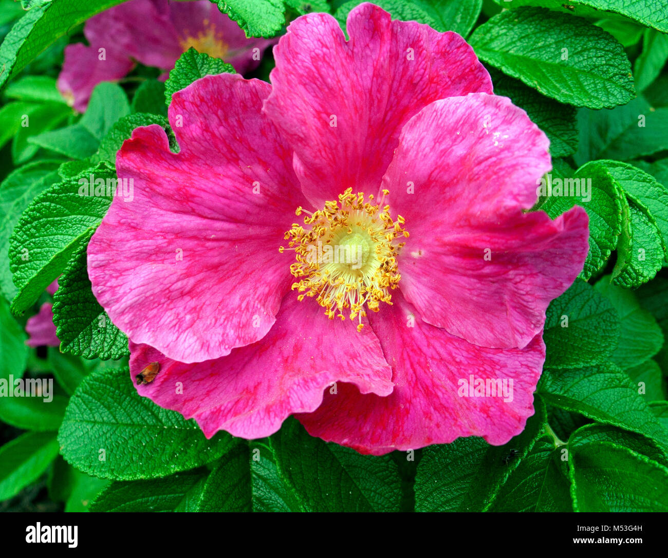Pink wild rose hi-res stock photography and images - Alamy