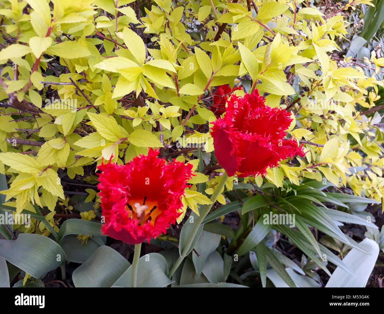 Beautiful white colors on bush hi-res stock photography and images - Alamy