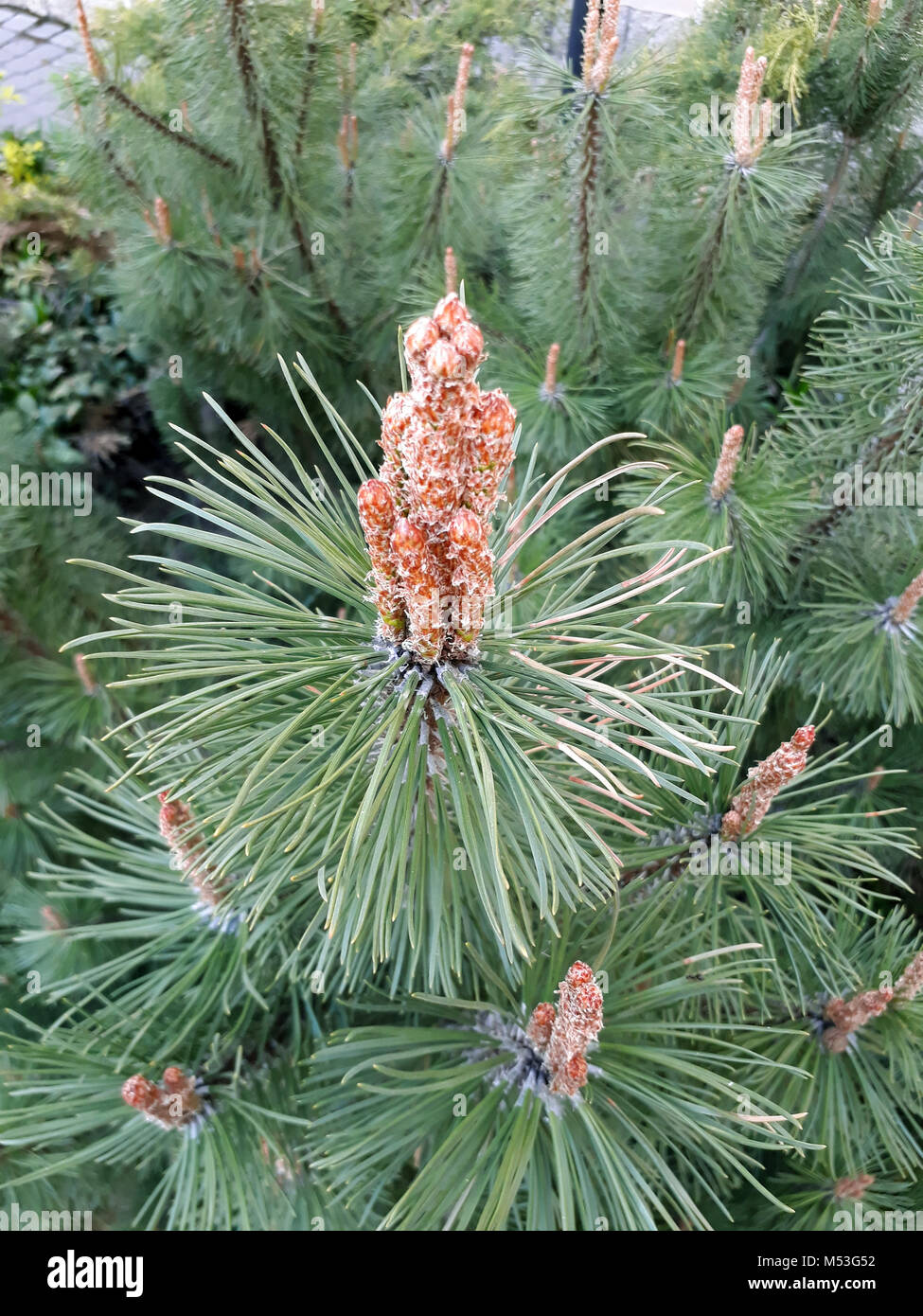 The tip of pine branch with needles close up Stock Photo - Alamy