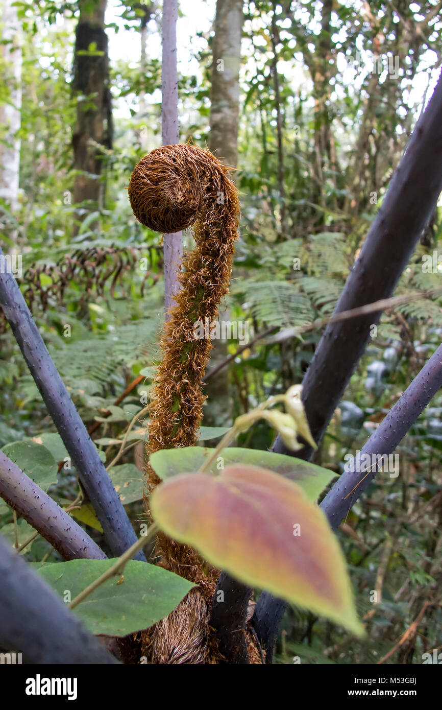 Furled fronds hi-res stock photography and images - Alamy
