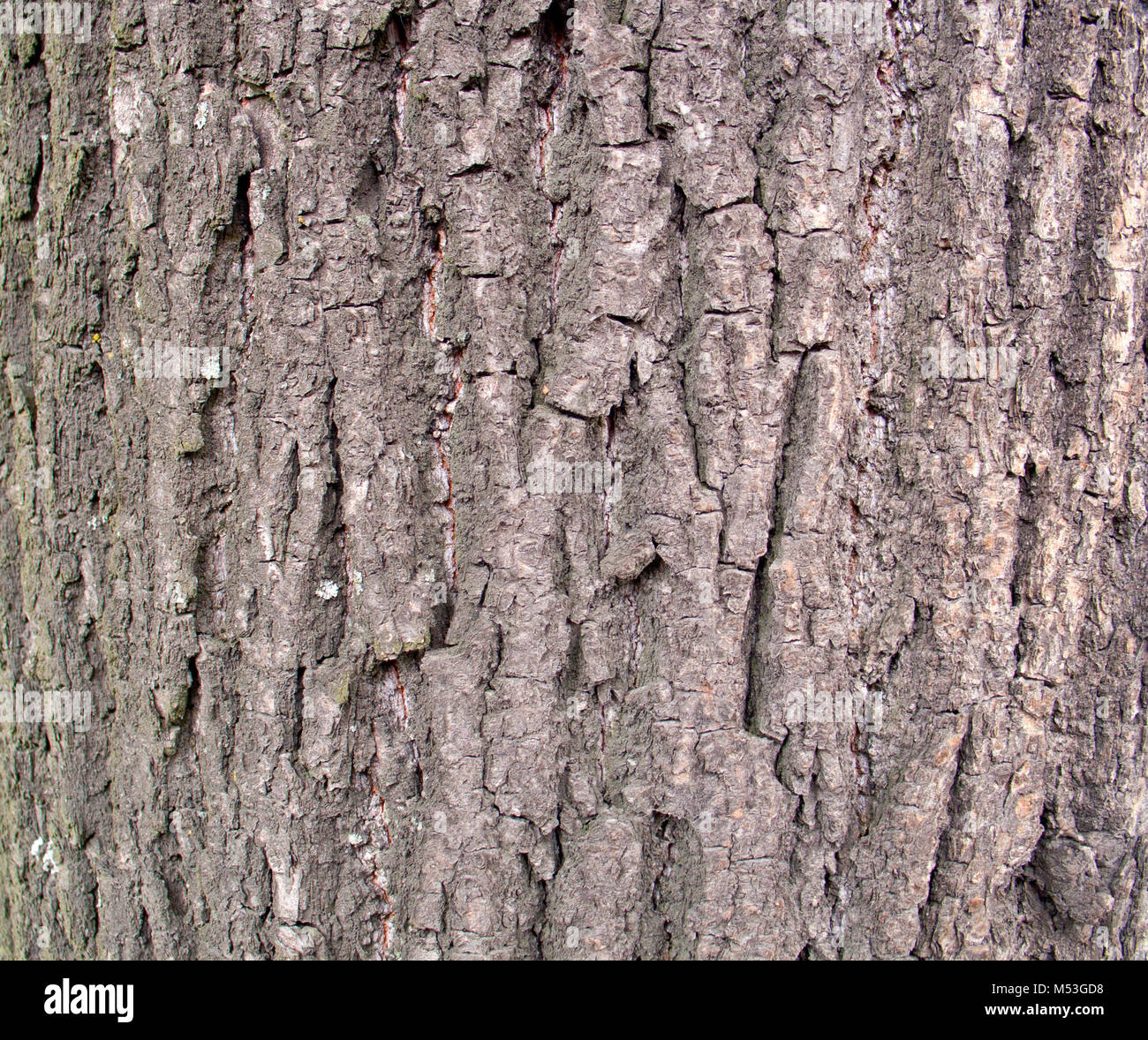 Texture of the tree bark, may be used as background Stock Photo - Alamy