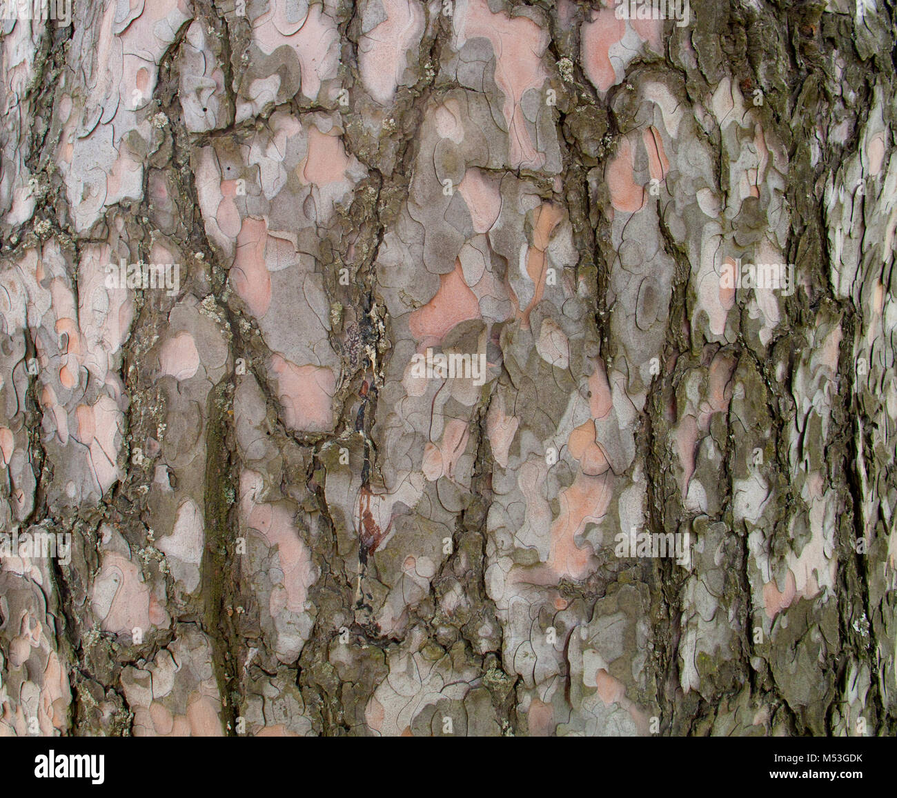 Texture of pine tree bark, may be used as background Stock Photo - Alamy