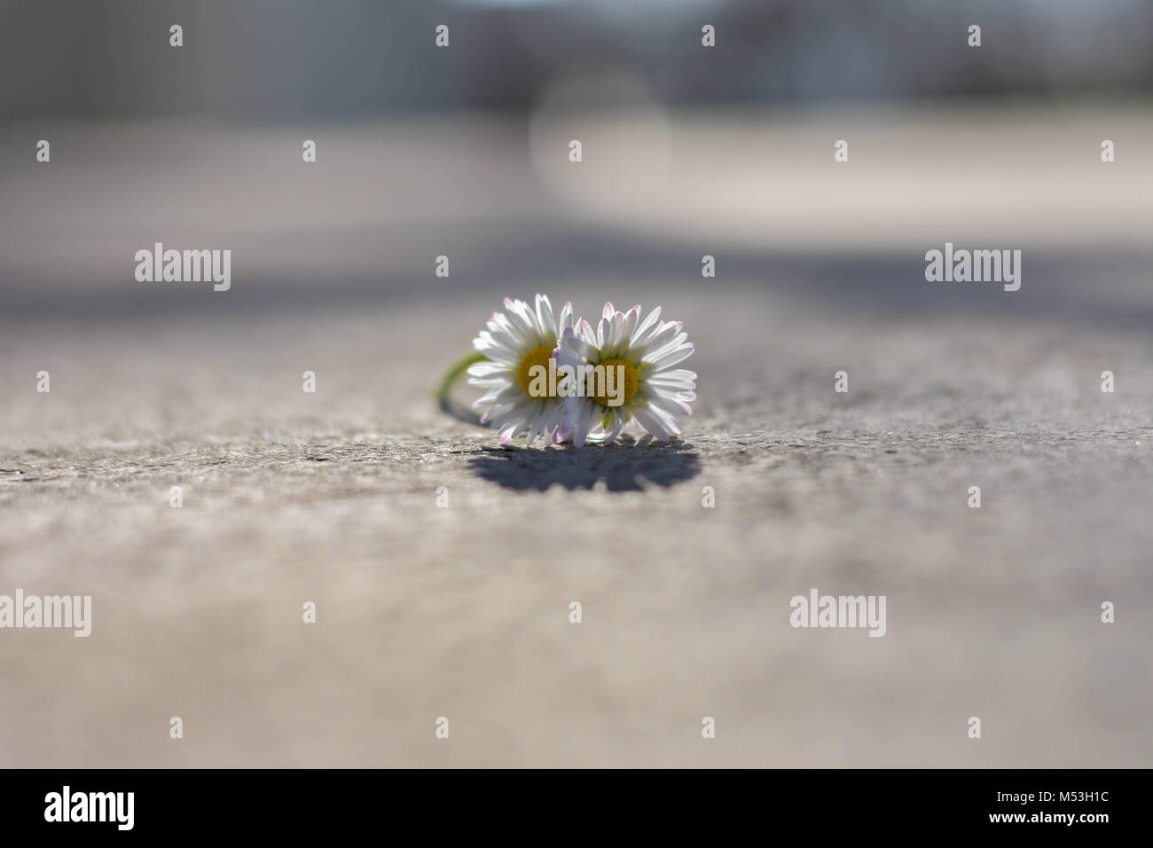 Two beautiful isolated white daisy, conceptual image of togetherness ...