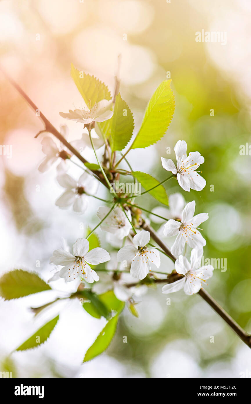 Close-up image of the spring flowering Apple blossom flowers against a ...