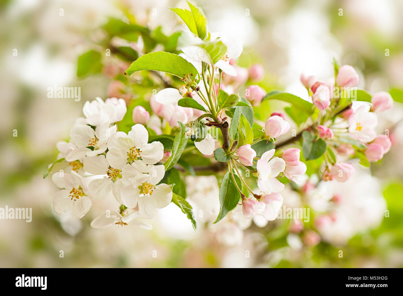 Close-up image of the spring flowering Apple blossom flowers against a ...