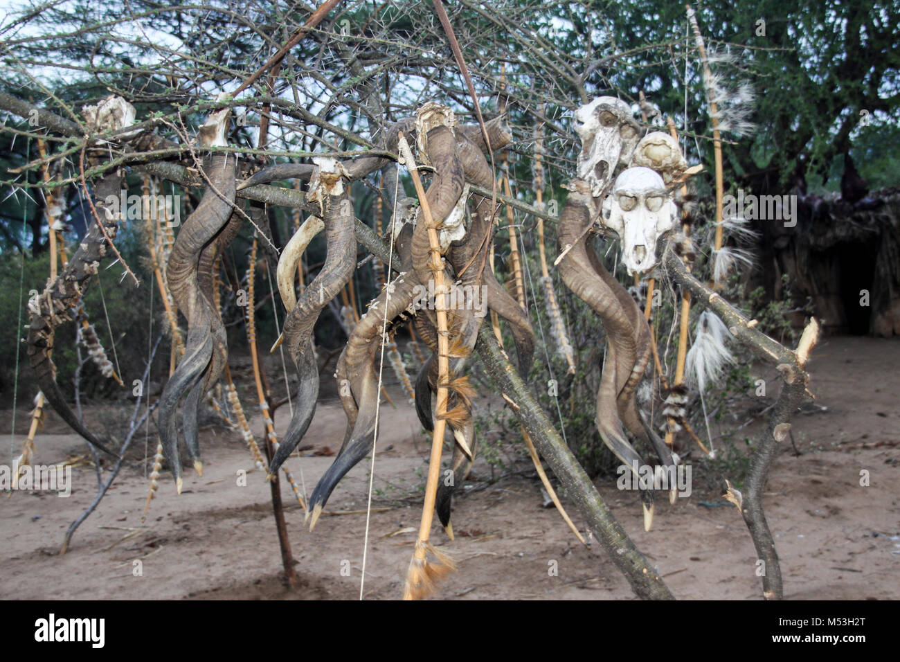 Skulls of baboon and antelope hanging on tree near huts of hunter ...