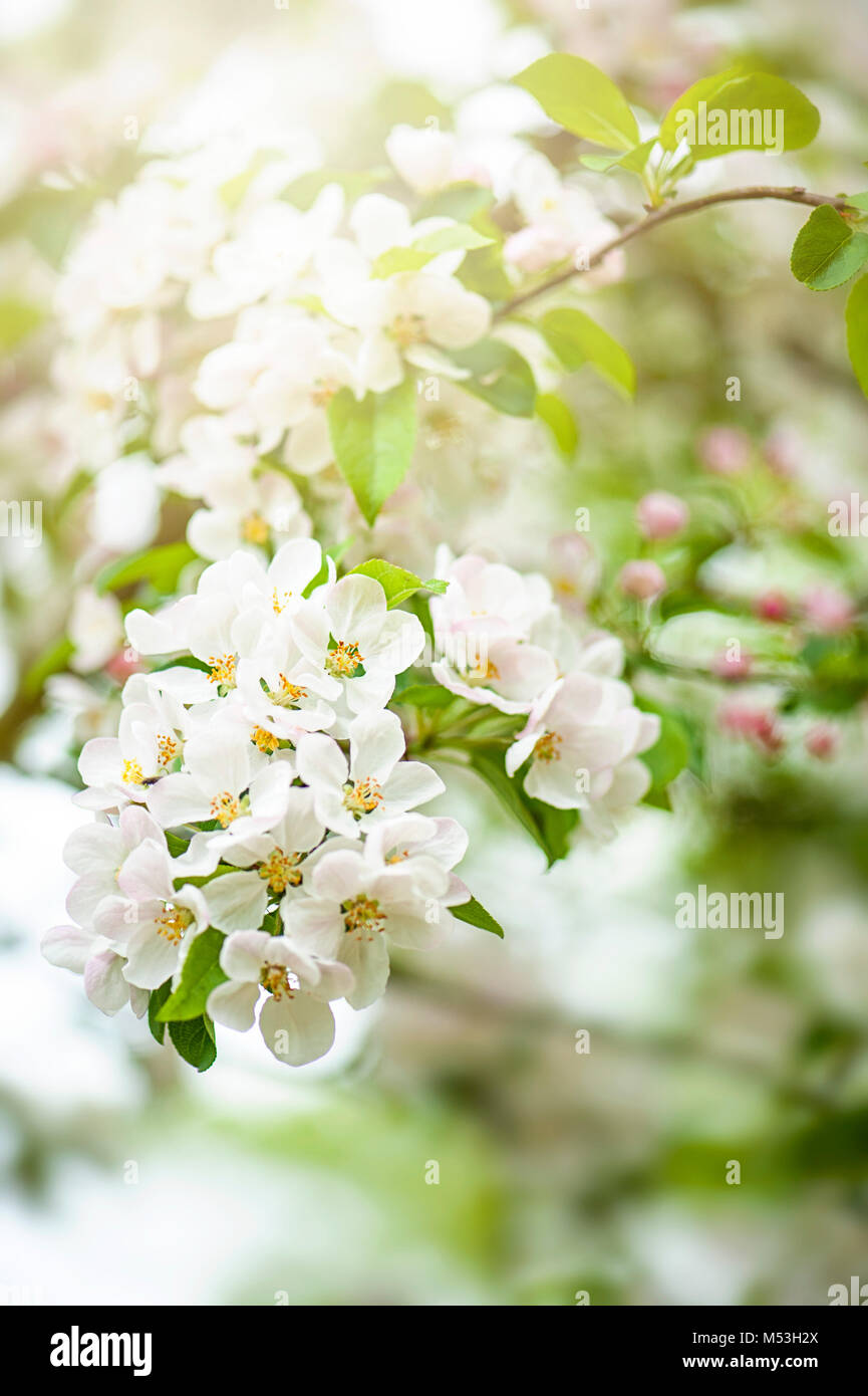 Close-up image of the spring flowering Apple blossom flowers against a ...