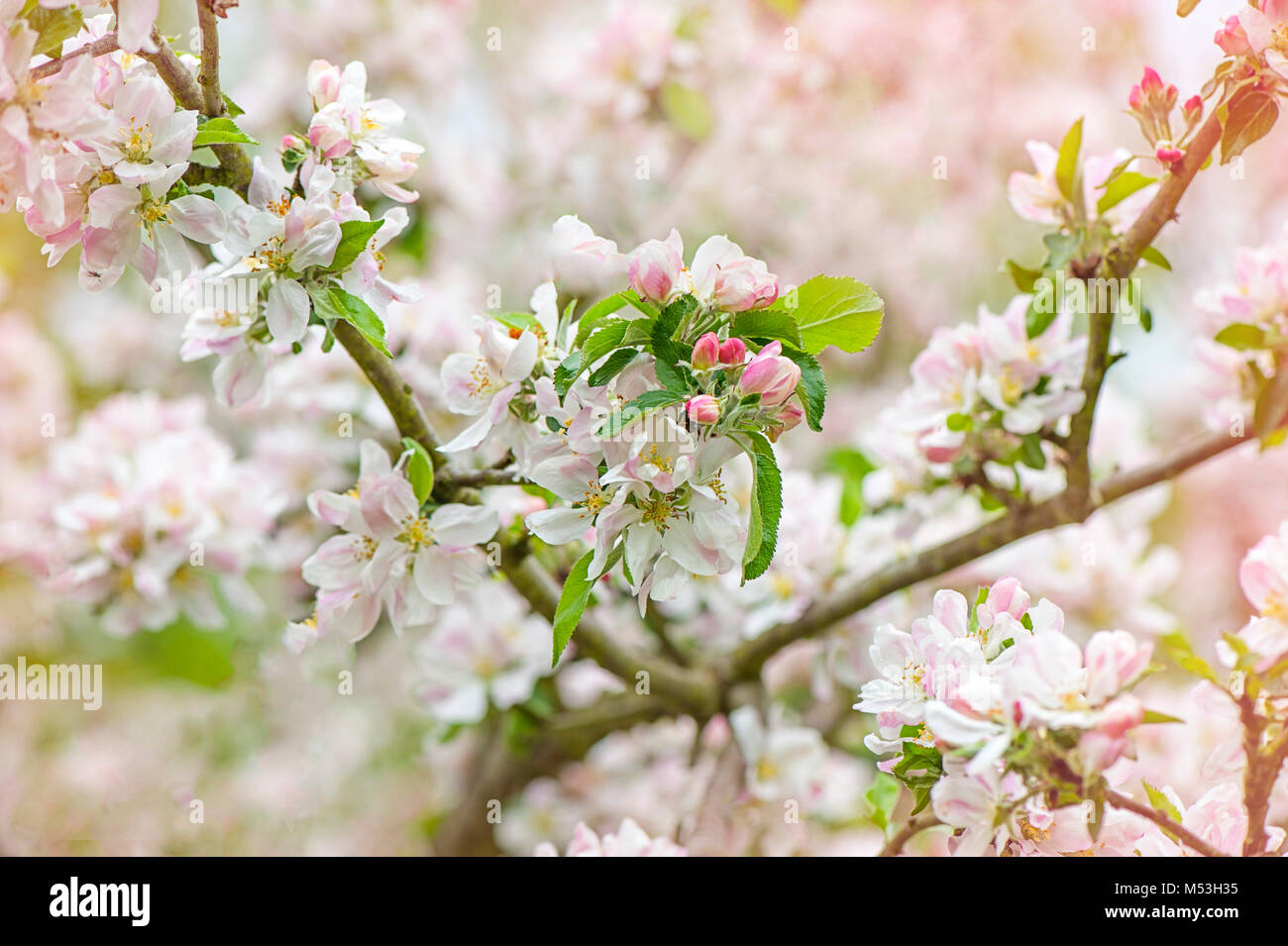 Close-up image of the spring flowering Apple blossom flowers against a ...