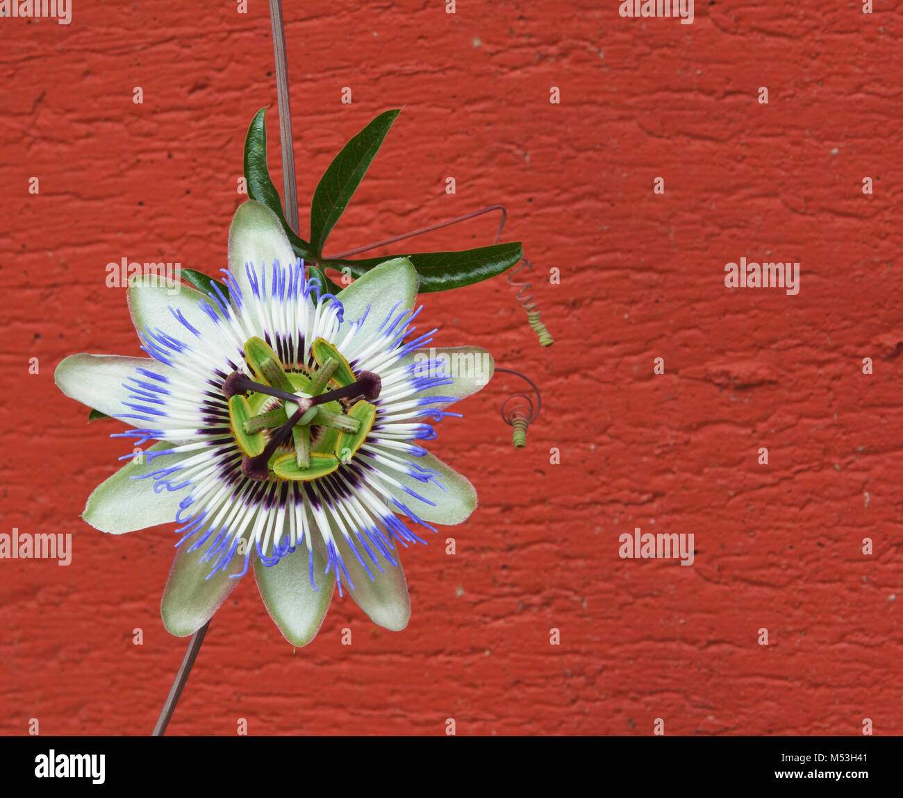 Blue passion flower and red wall as background Stock Photo - Alamy