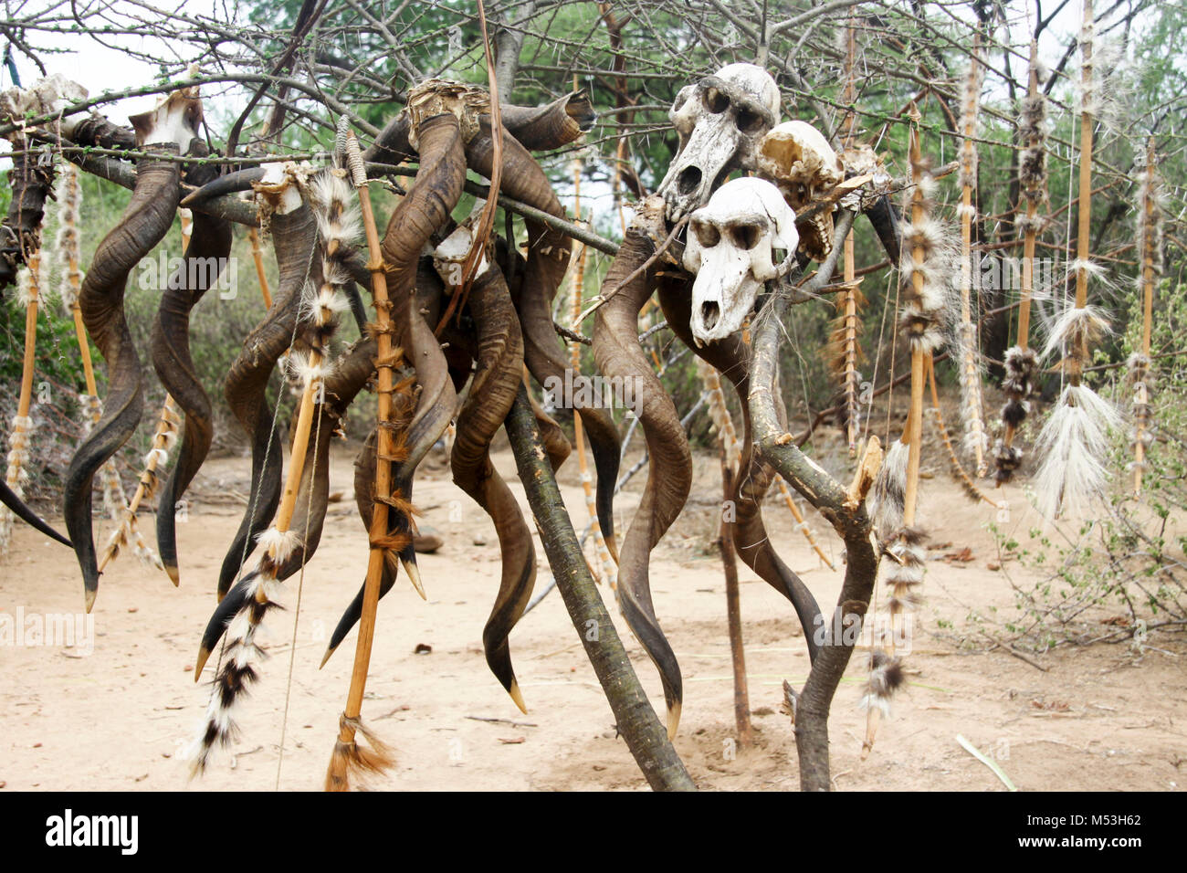 Skulls of baboon and antelope hanging on tree near huts of hunter ...
