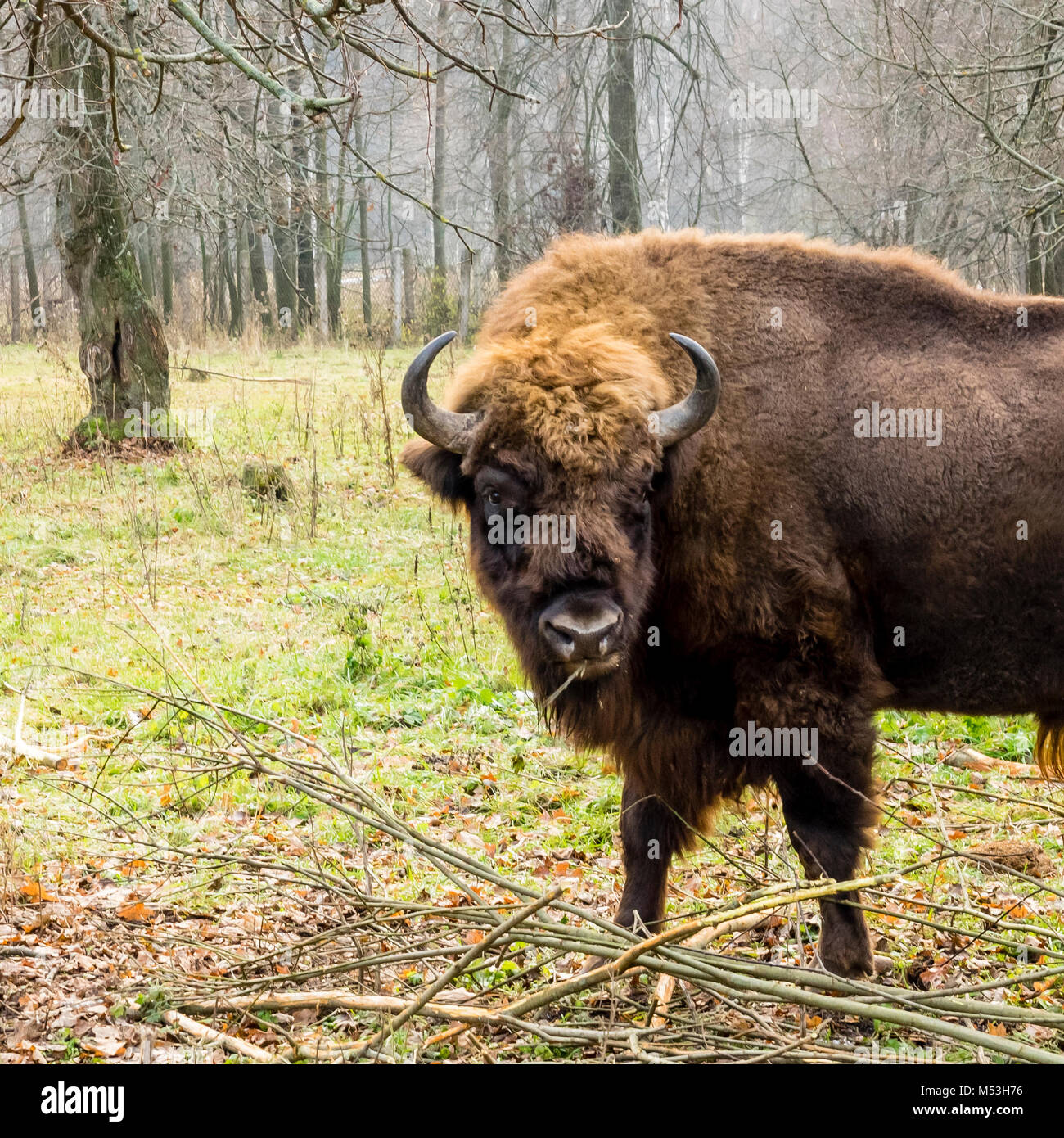 Auroch species hi-res stock photography and images - Alamy