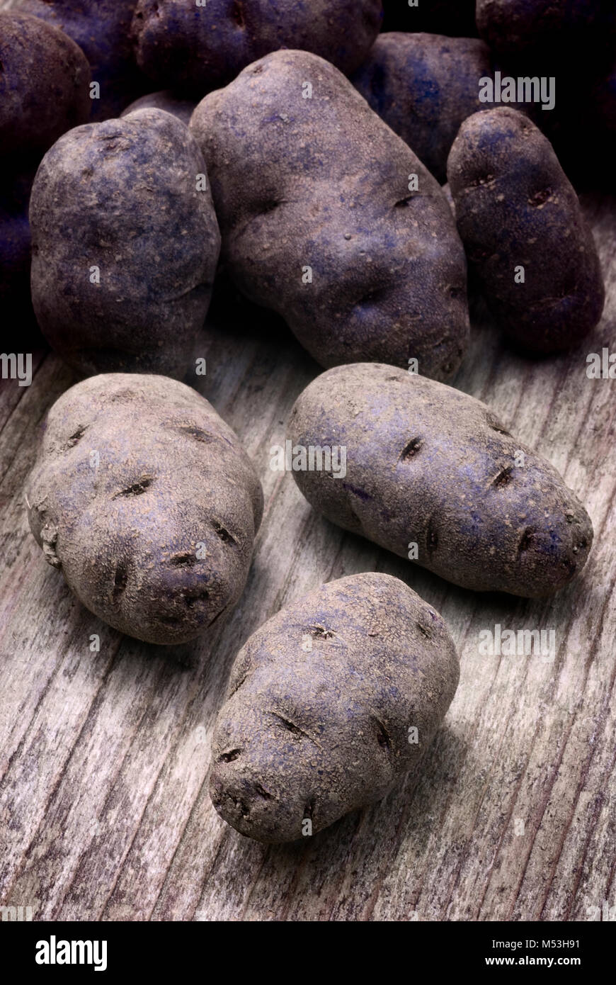 Vitelotte blue-violet potato (Solanum × ajanhuiri Vitelotte Noir Stock ...