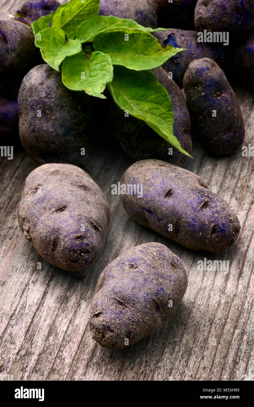 Vitelotte noir hi-res stock photography and images - Alamy