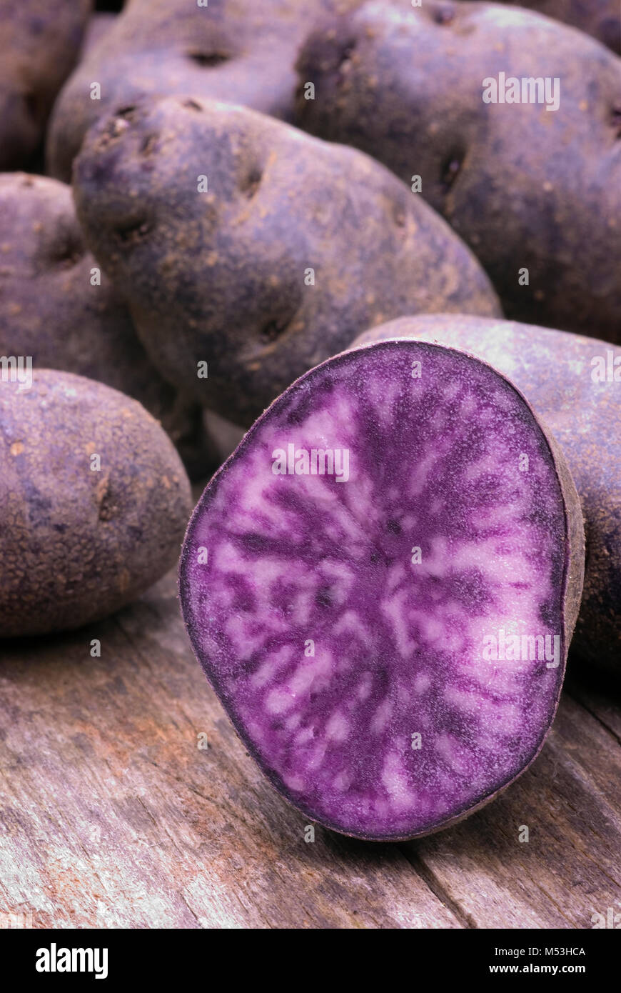 Vitelotte blue-violet potato (Solanum × ajanhuiri Vitelotte Noir Stock ...
