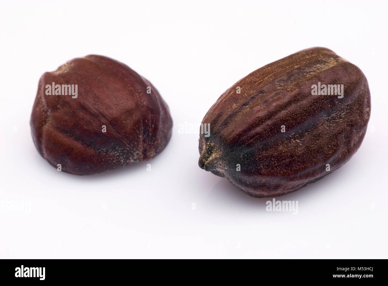 Jojoba seeds (Simmondsia chinensis) on withe beckground Stock Photo - Alamy