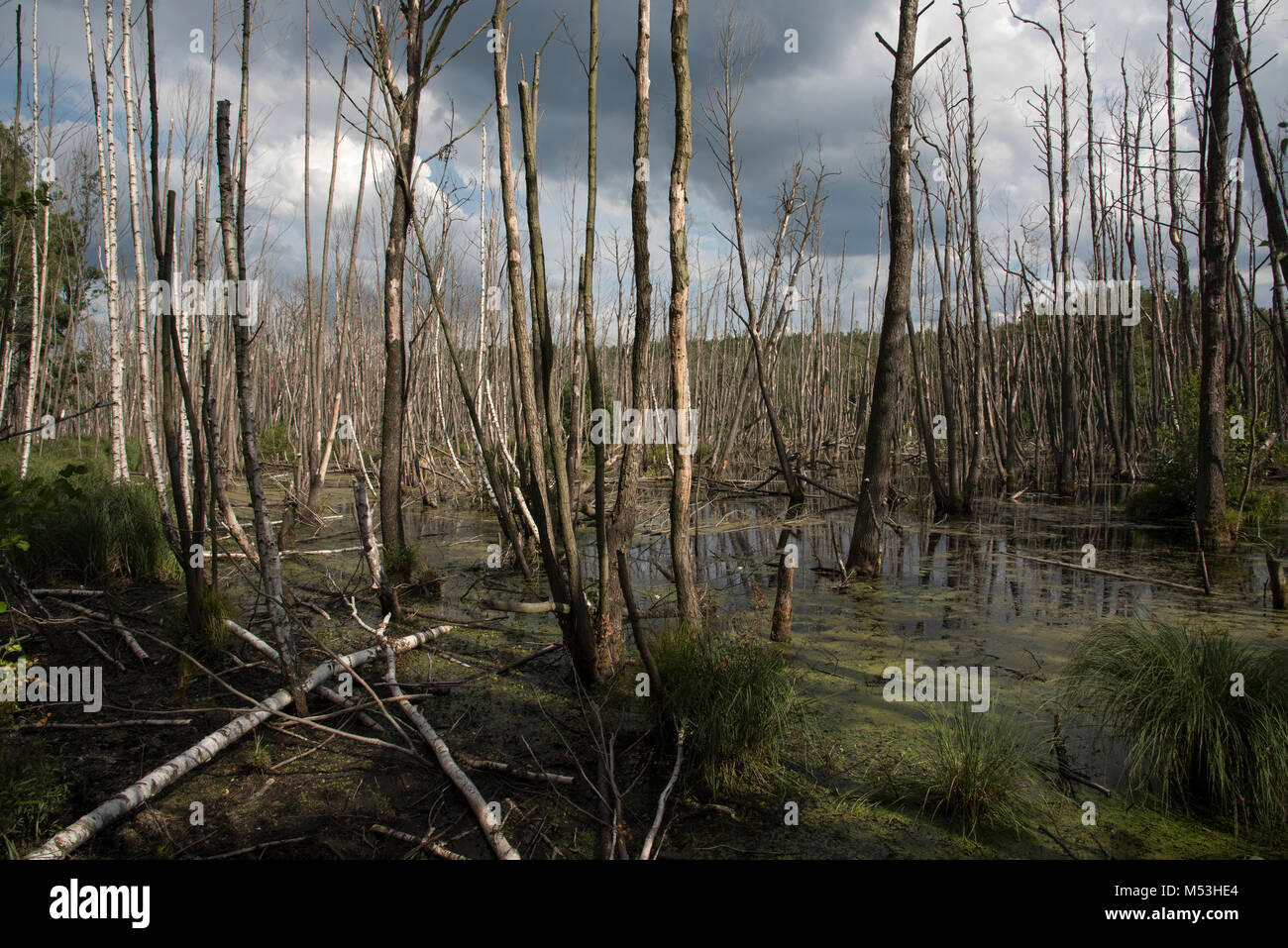 Butzener Bagen is a wetland part of wilderness Lieberoser Heide, a ...