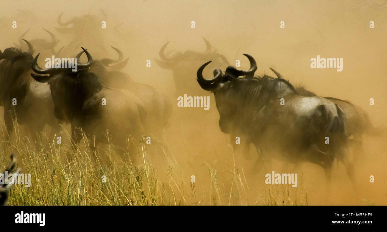 Herd wildebeest running migration hi-res stock photography and images ...