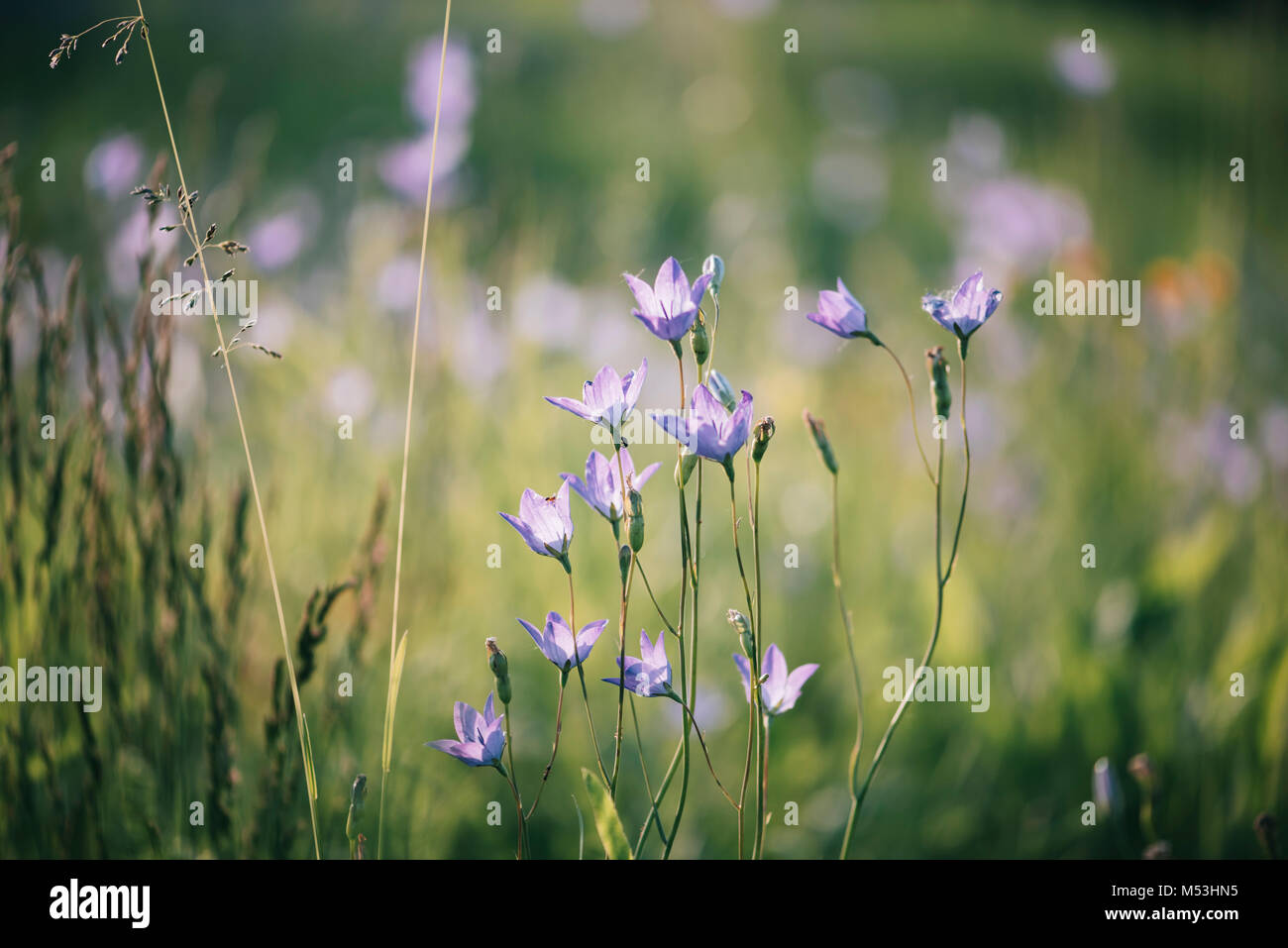 Beautiful bluebell flowers in the summer field, vertical photo Stock ...