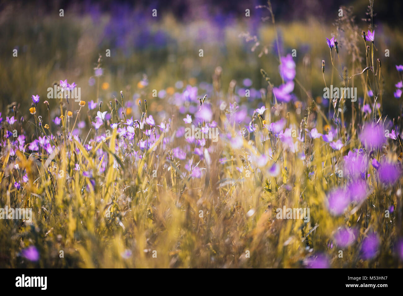 Beautiful bluebell flowers hi-res stock photography and images - Alamy
