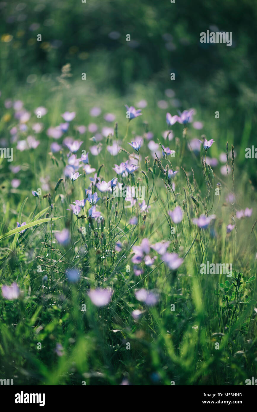 Beautiful bluebell flowers in the summer field, vertical photo Stock ...