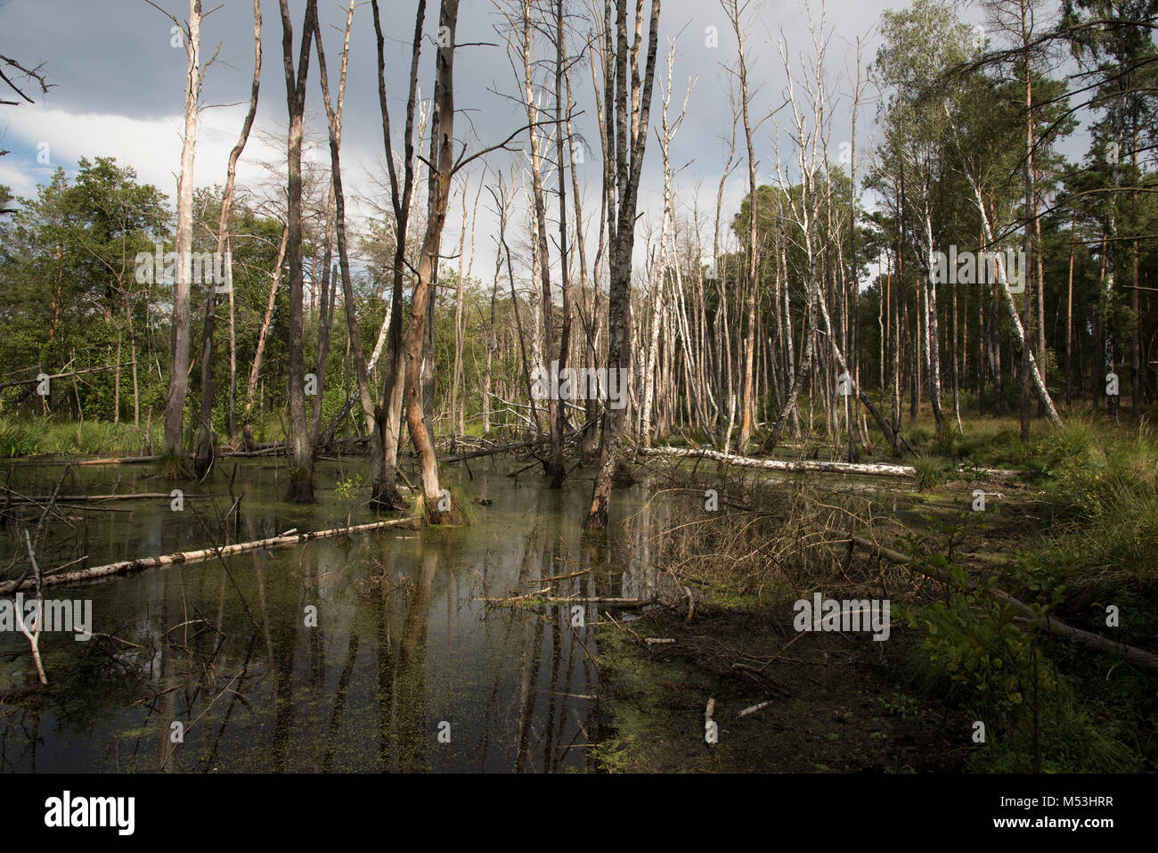 Butzener Bagen is a wetland part of wilderness Lieberoser Heide, a ...