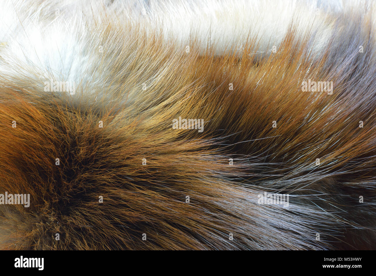 Red fox texture for background Stock Photo - Alamy