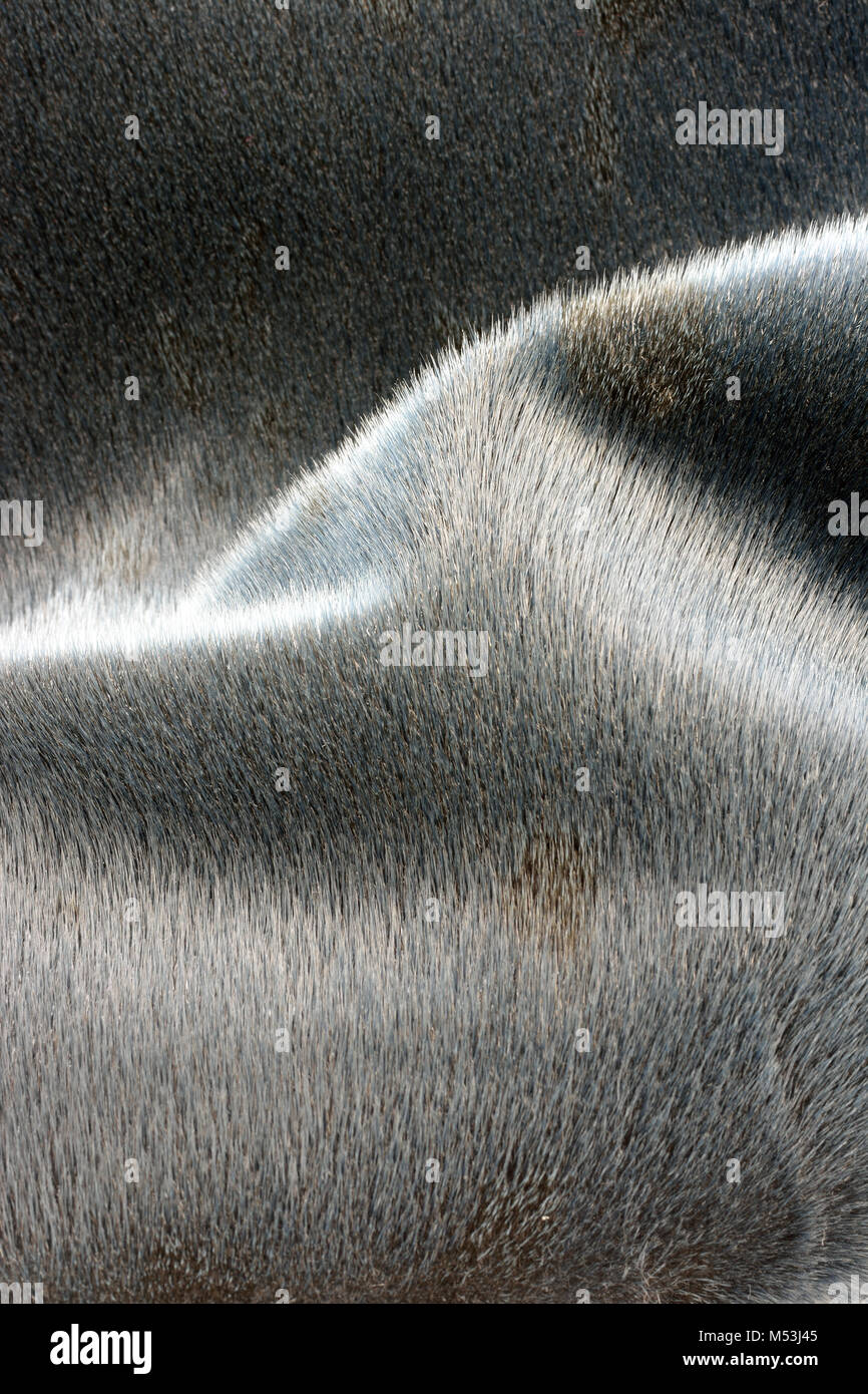 Dyed blue - grey seal fur Stock Photo - Alamy