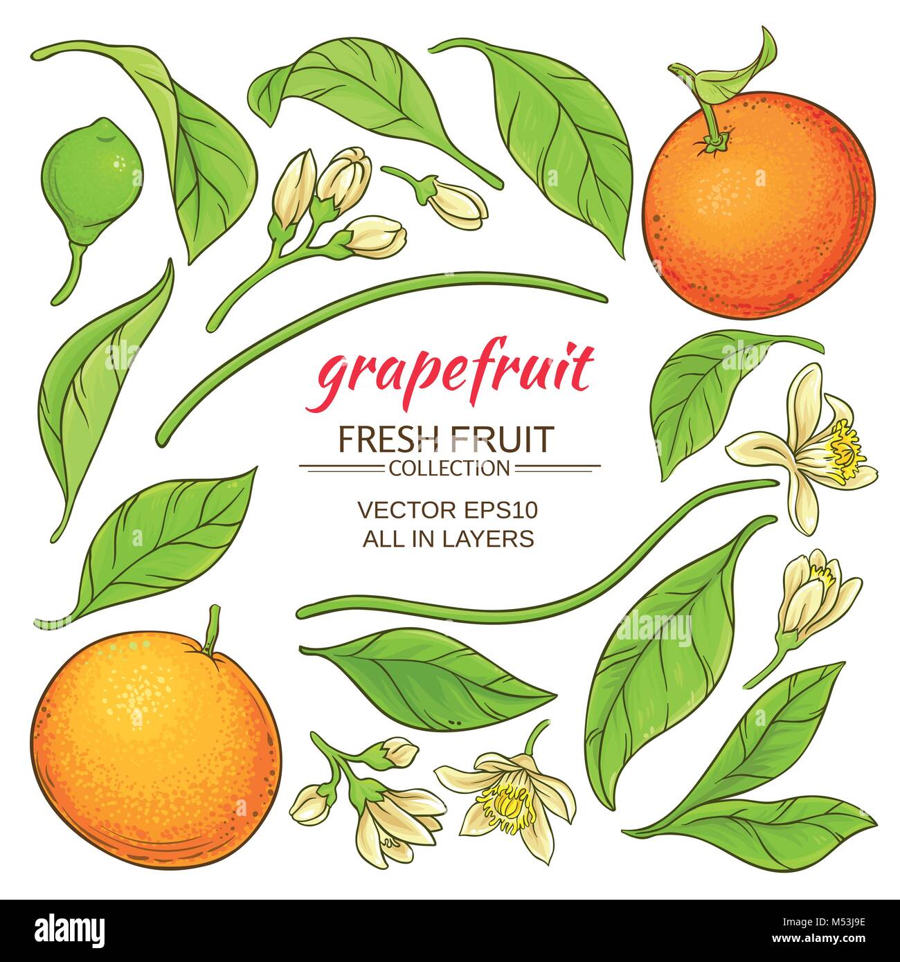 grapefruit elements set vector on white background Stock Vector Image ...