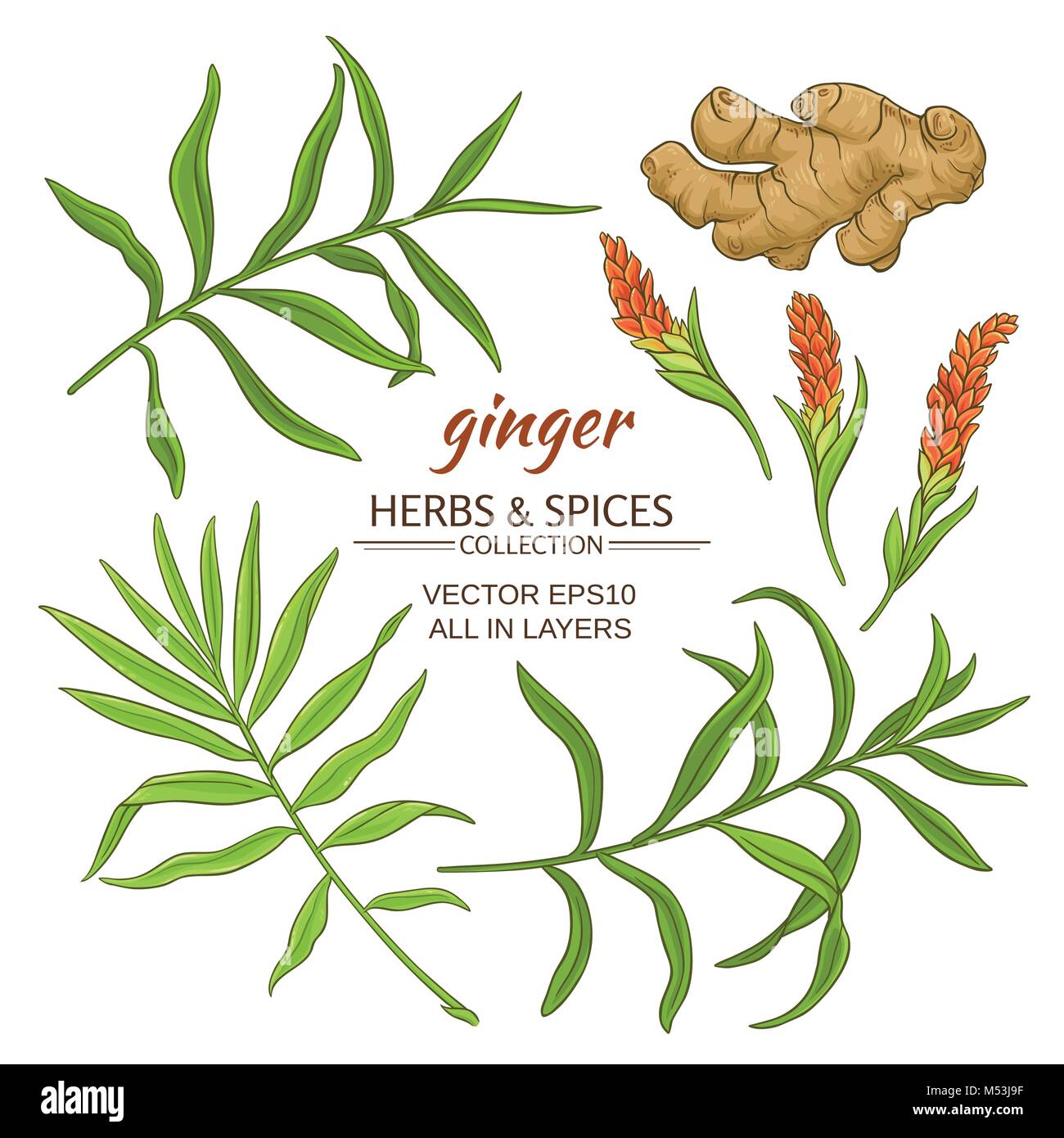 ginger elements set vector on white background Stock Vector Image & Art ...