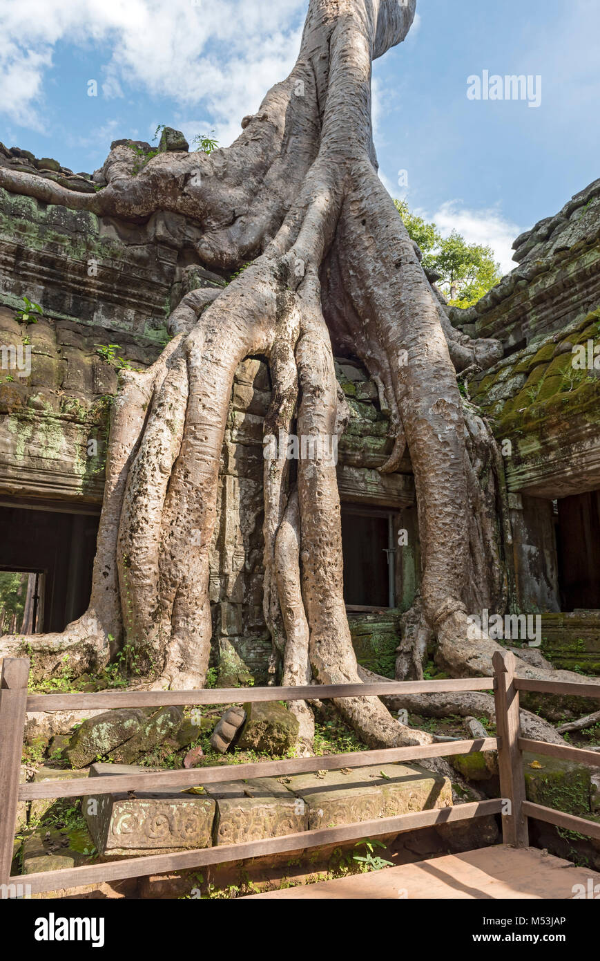 Spung tree hi-res stock photography and images - Alamy