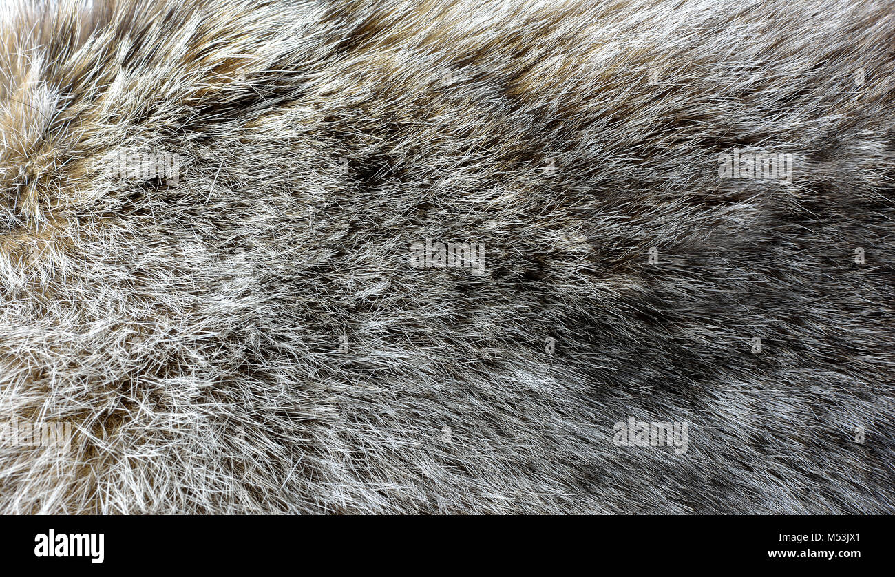 Lynx cat fur texture for background Stock Photo - Alamy