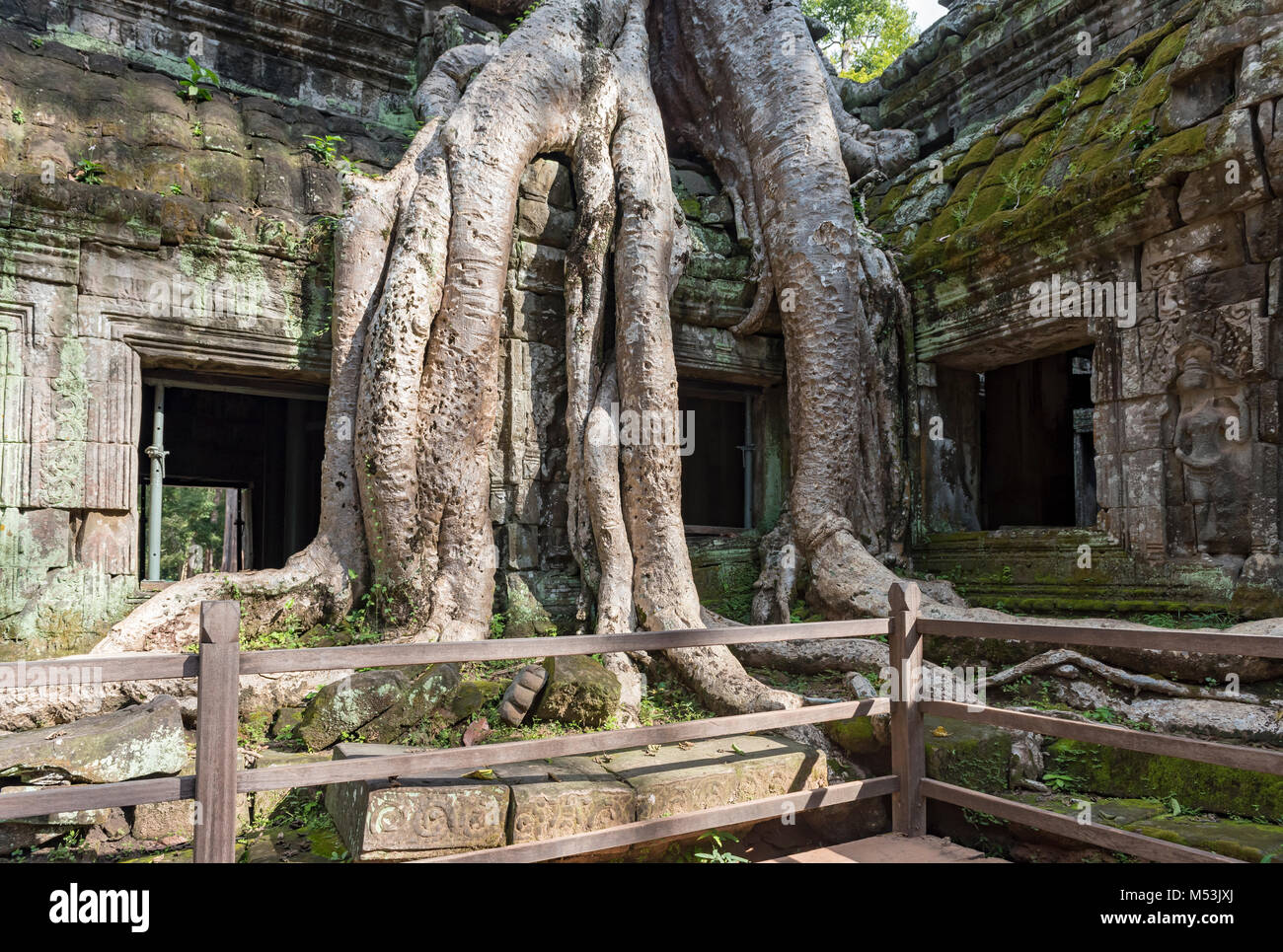Cambodia kapok tree jungle temple ruins hi-res stock photography and ...