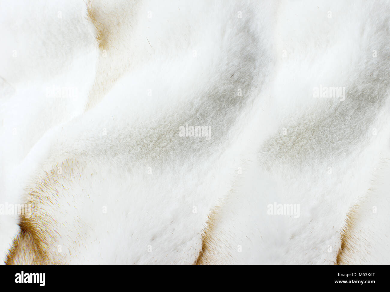 White brown fur texture background Stock Photo - Alamy