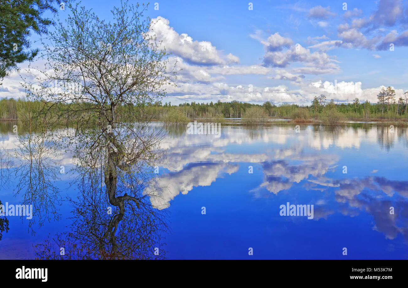 Spring landscape in Siberia. Flooded trees standing in the water Stock ...