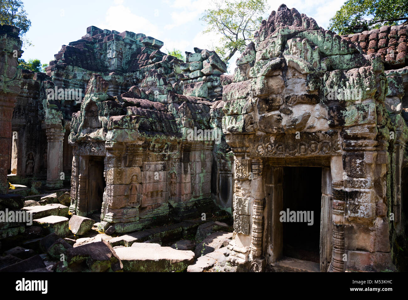 Strangling tree hi-res stock photography and images - Alamy