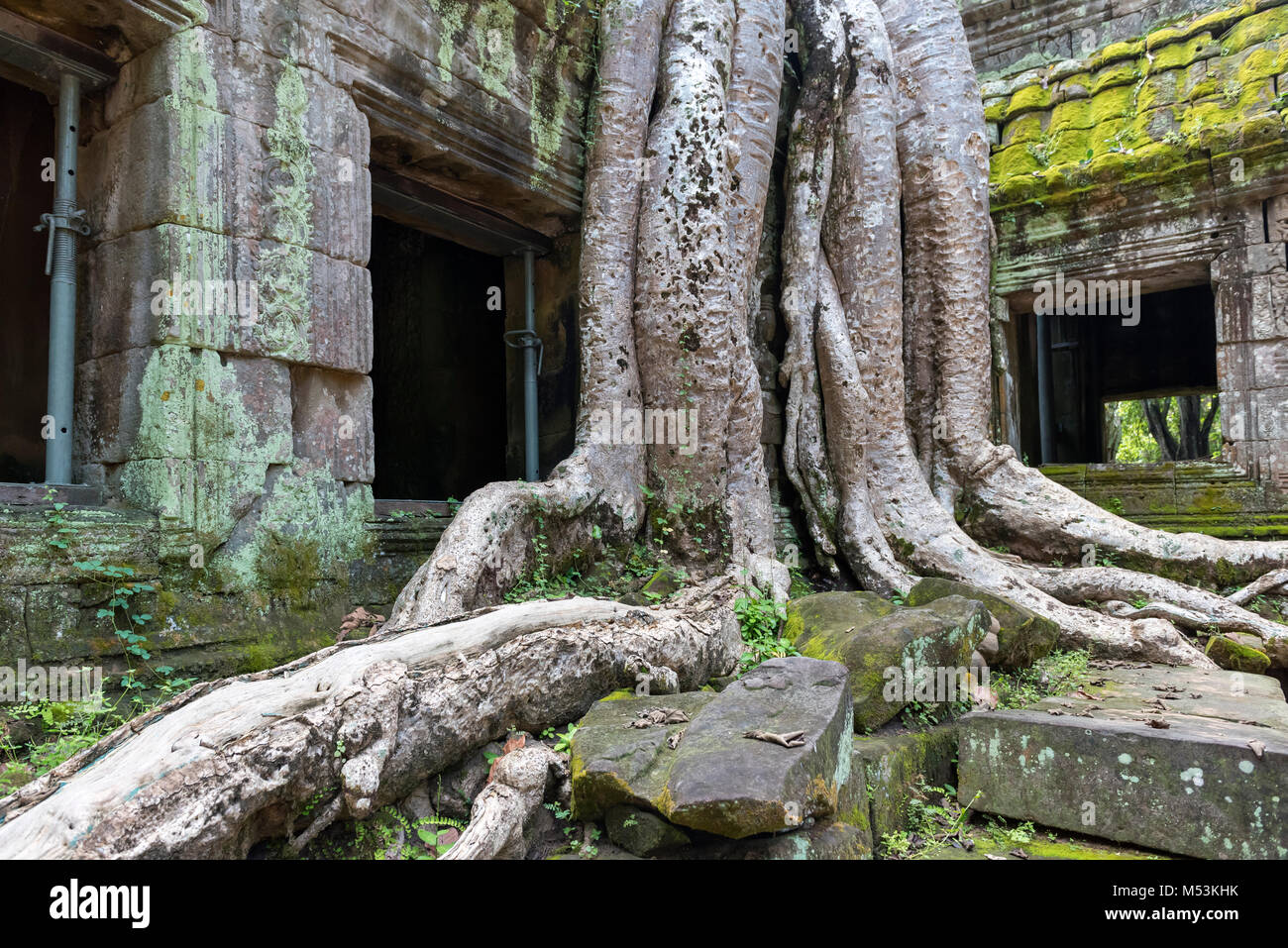 Spung tree on ruins of Ta Prohm jungle temple in Angkor, Cambodia Stock ...