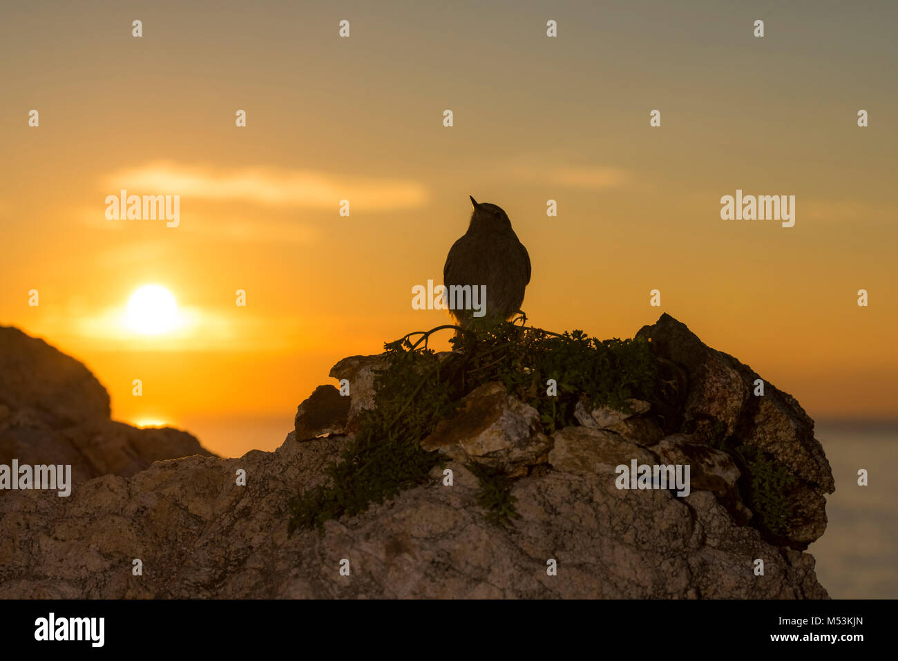 Black Redstart (Phoeninchurus ochruros) female, sunrise, catalonian ...