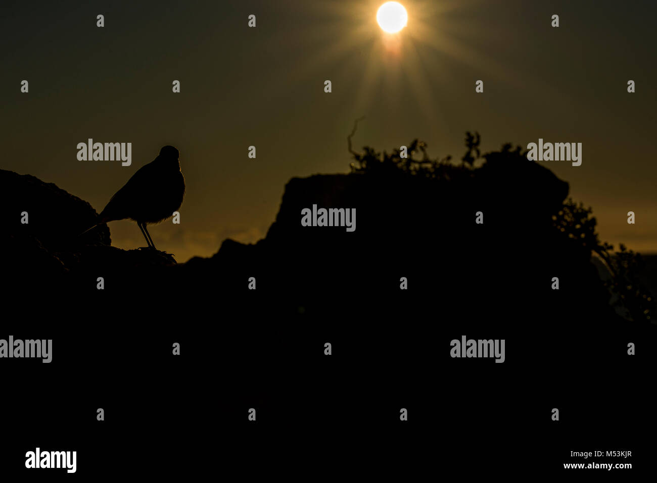 Black Redstart (Phoeninchurus ochruros) female, sunrise, catalonian ...