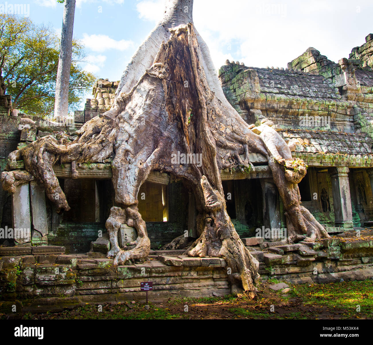Impressive root strangling Preah Khan Temple Stock Photo - Alamy