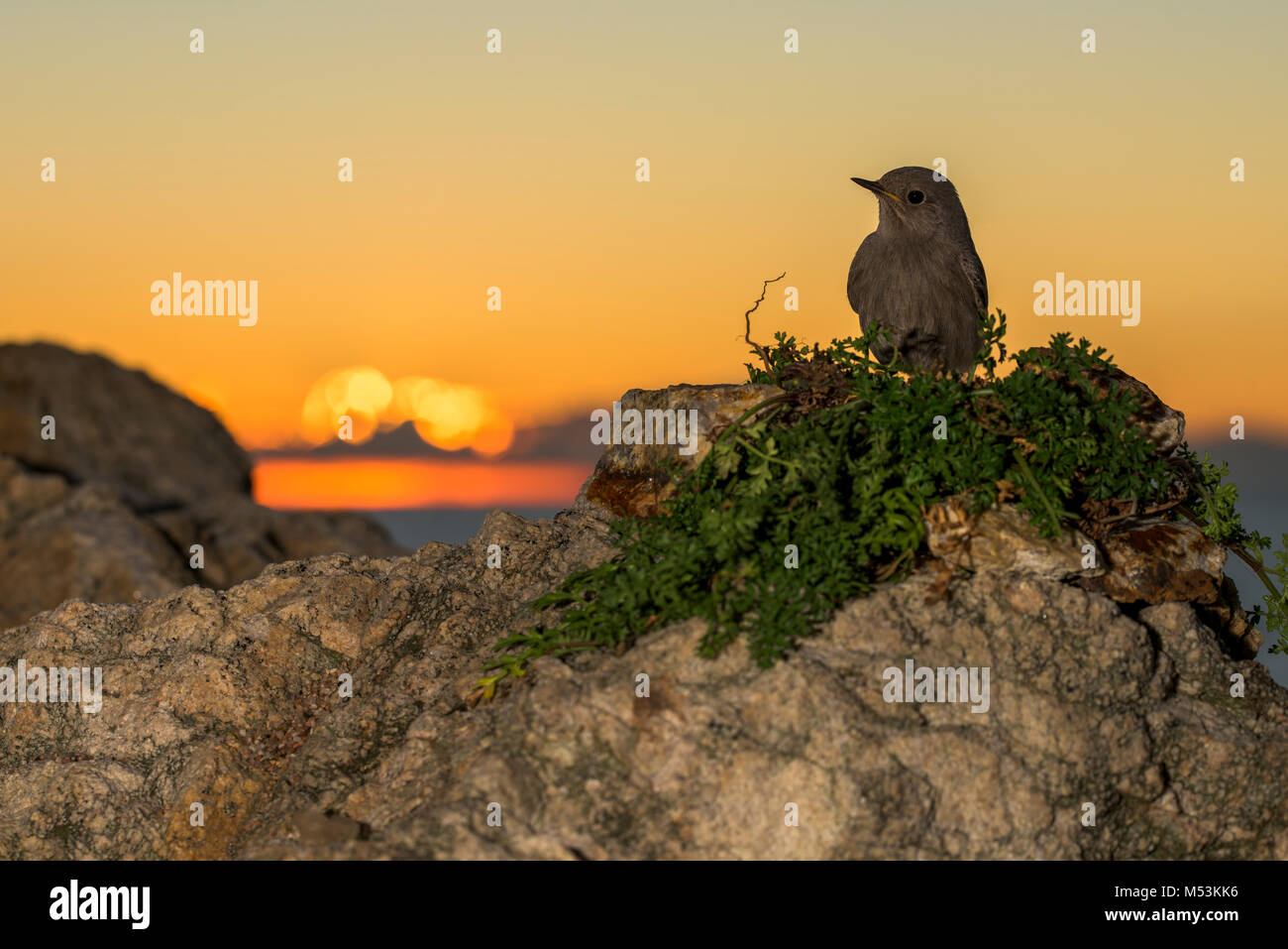 Black Redstart (Phoeninchurus ochruros) female, sunrise, catalonian ...
