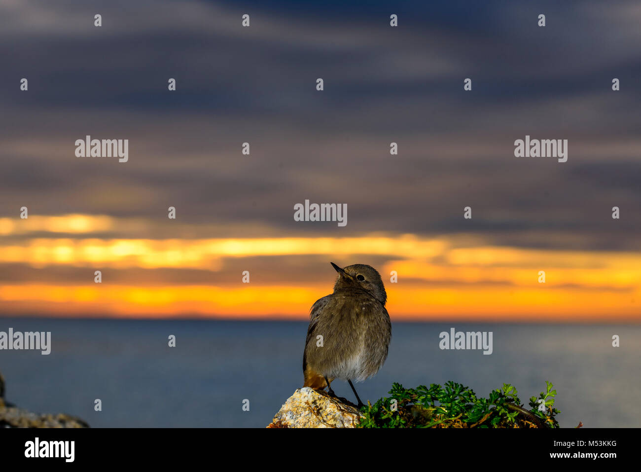 Black Redstart (Phoeninchurus ochruros) female, sunrise, catalonian ...
