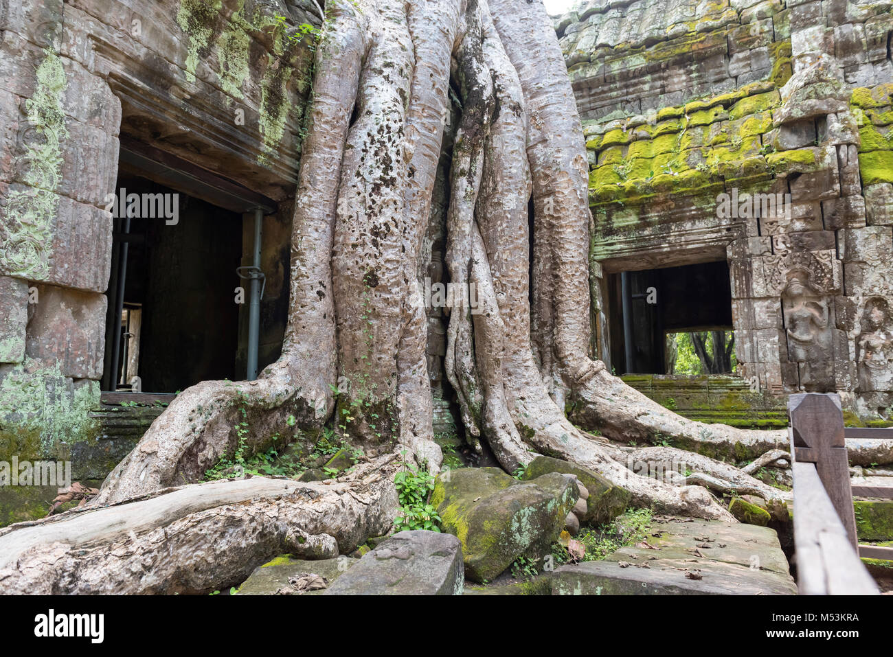 Spung tree on ruins of Ta Prohm jungle temple in Angkor, Cambodia Stock ...