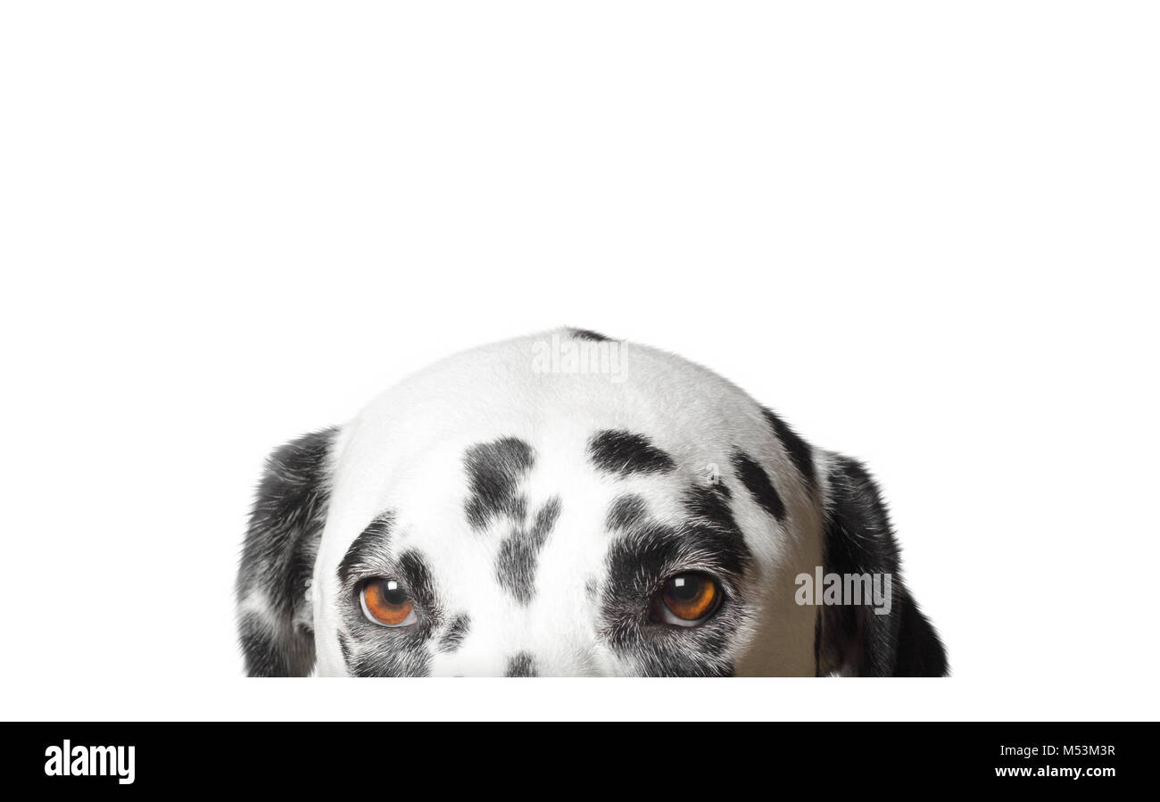 Best family pets Cut Out Stock Images & Pictures - Alamy